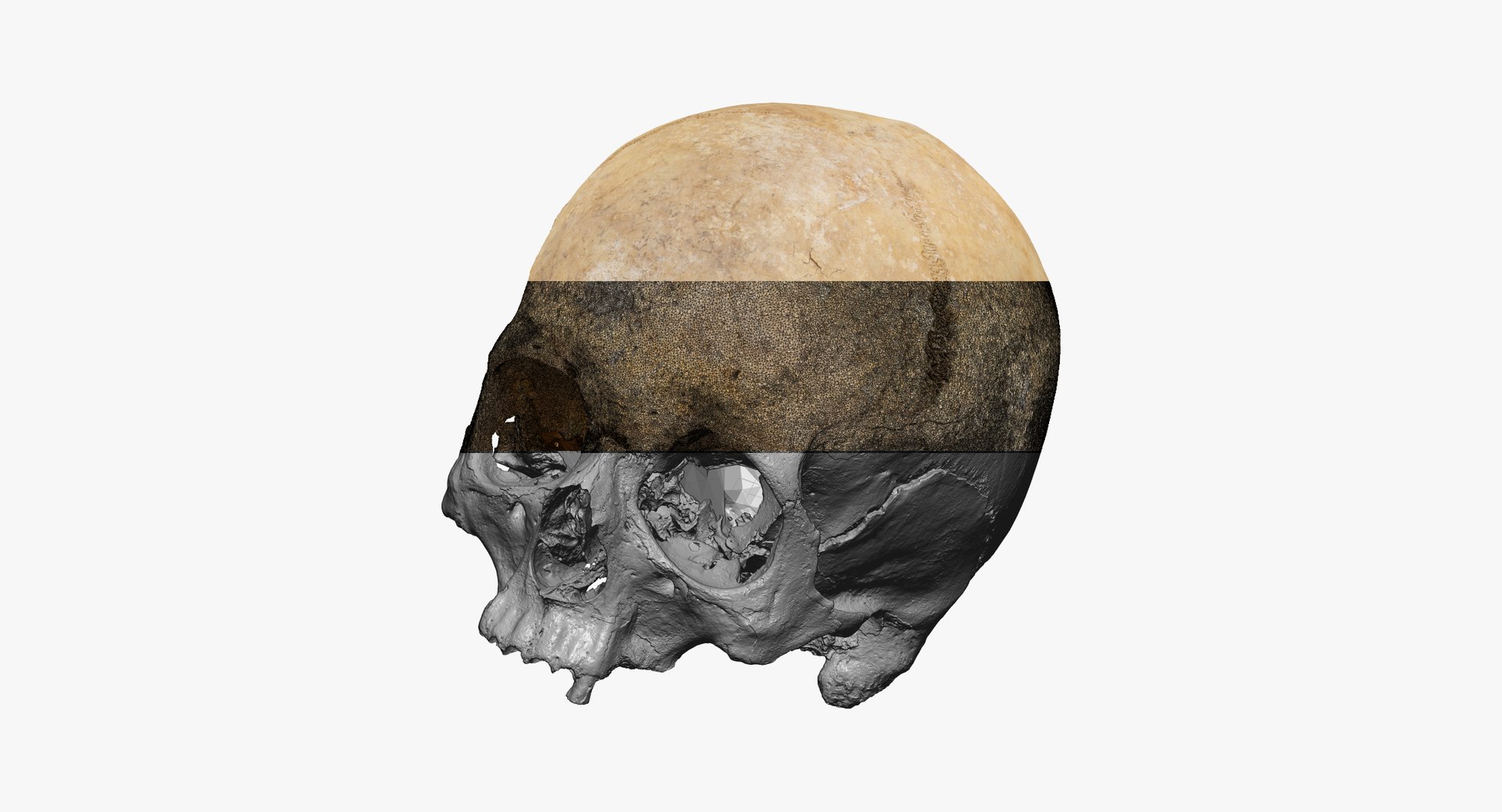 Broken Human Skull Carnial Model - TurboSquid 1549178