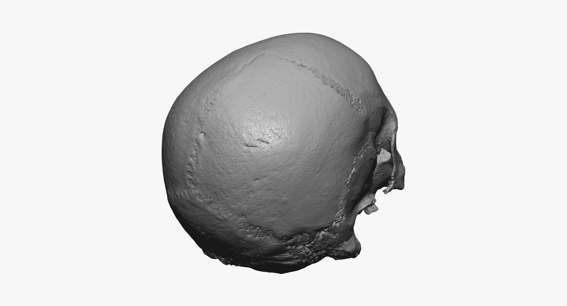 Broken Human Skull Carnial Model - TurboSquid 1549178