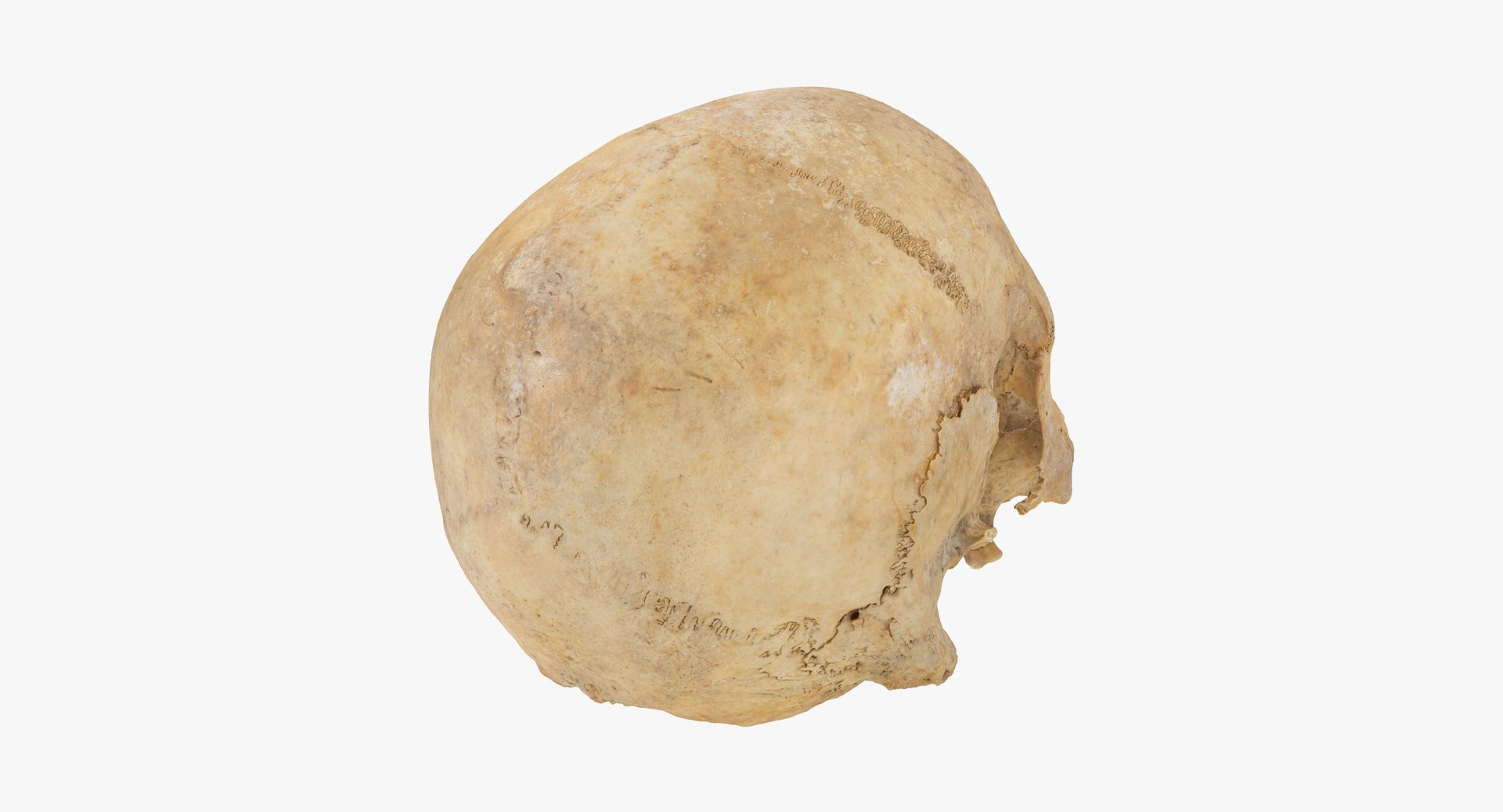 Broken Human Skull Carnial Model - TurboSquid 1549178