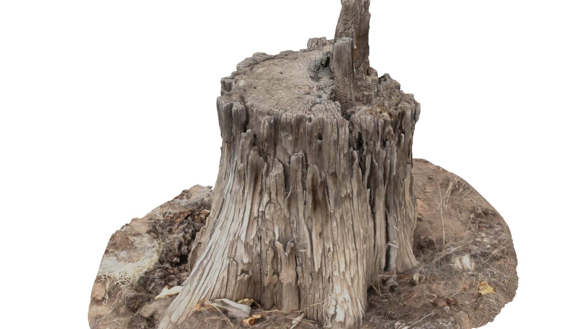 Rotten Stump 3D Model - TurboSquid 1391956