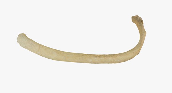 modelo 3d Real Costae Spurie Falso Rib 03 CRUDO SCAN - TurboSquid 1534333