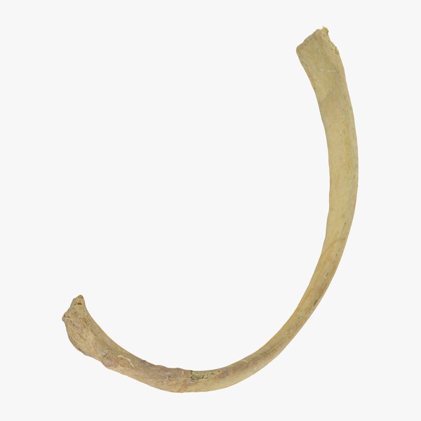 modelo 3d Real Costae Spurie Falso Rib 03 CRUDO SCAN - TurboSquid 1534333