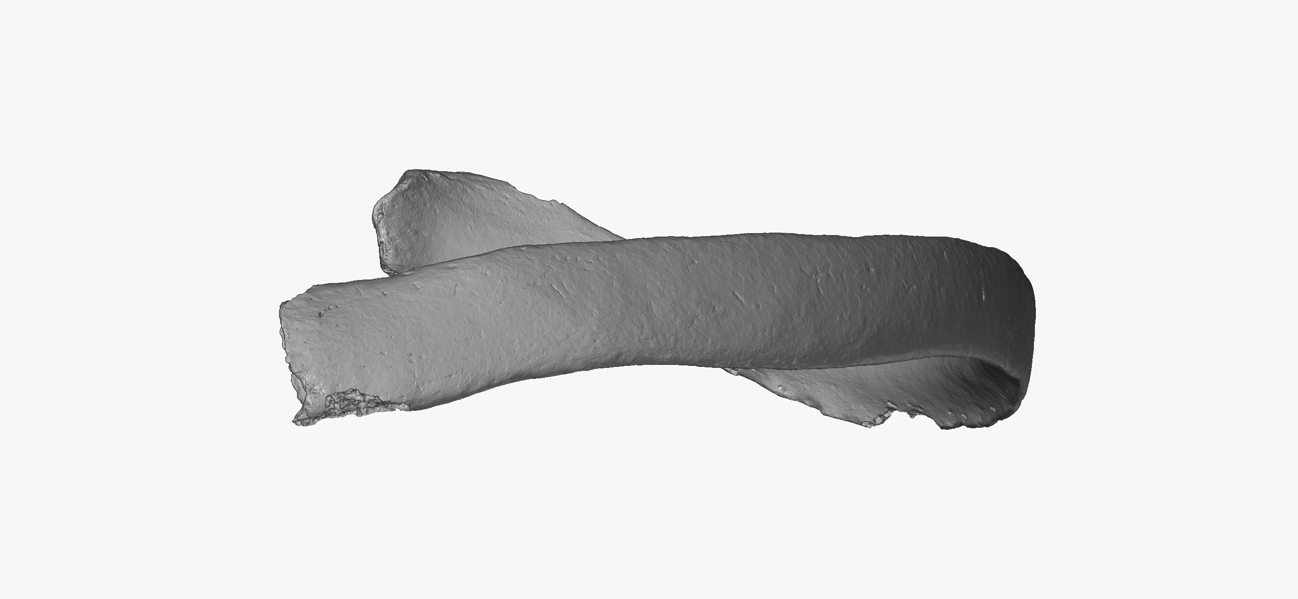 modelo 3d Real Costae Spurie Falso Rib 03 CRUDO SCAN - TurboSquid 1534333