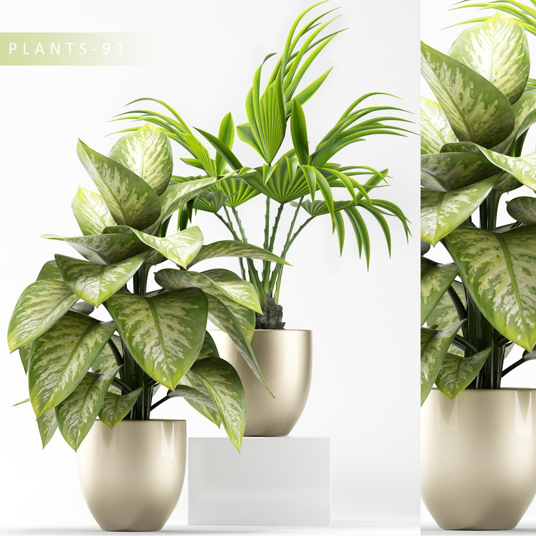 3d Plant Model Model - TurboSquid 2153685