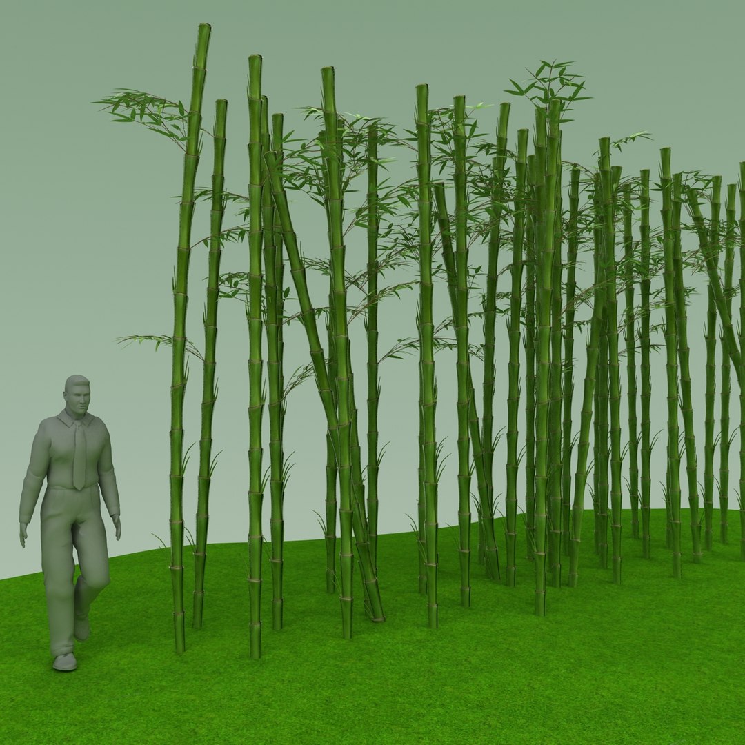 Bamboo Tree 3d Model