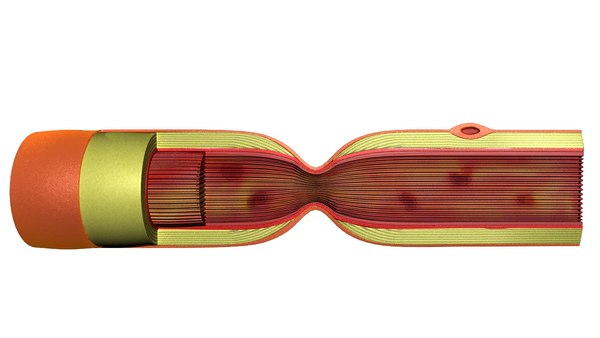 Nerve Cell 3D Models for Download | TurboSquid