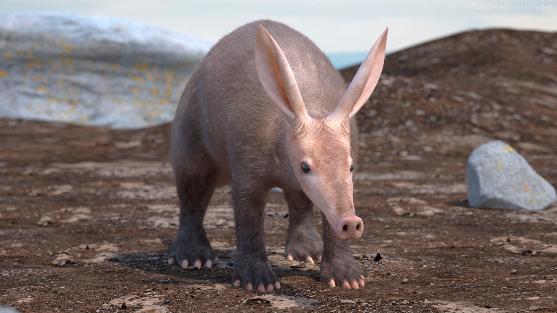 Orycteropus Afer Basic Pose Fur 3D Model - TurboSquid 2212785