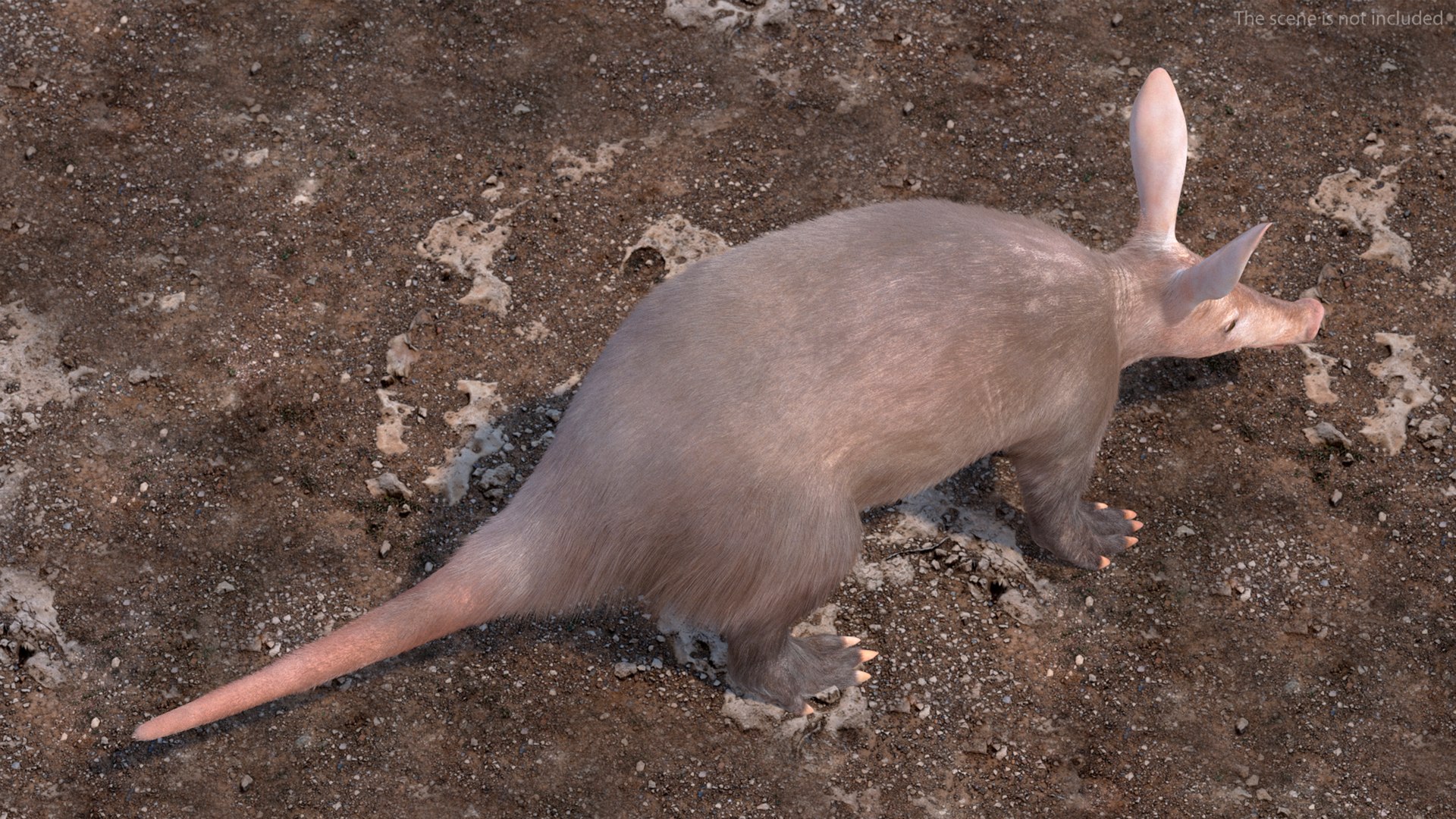 Orycteropus Afer Basic Pose Fur 3D Model - TurboSquid 2212785