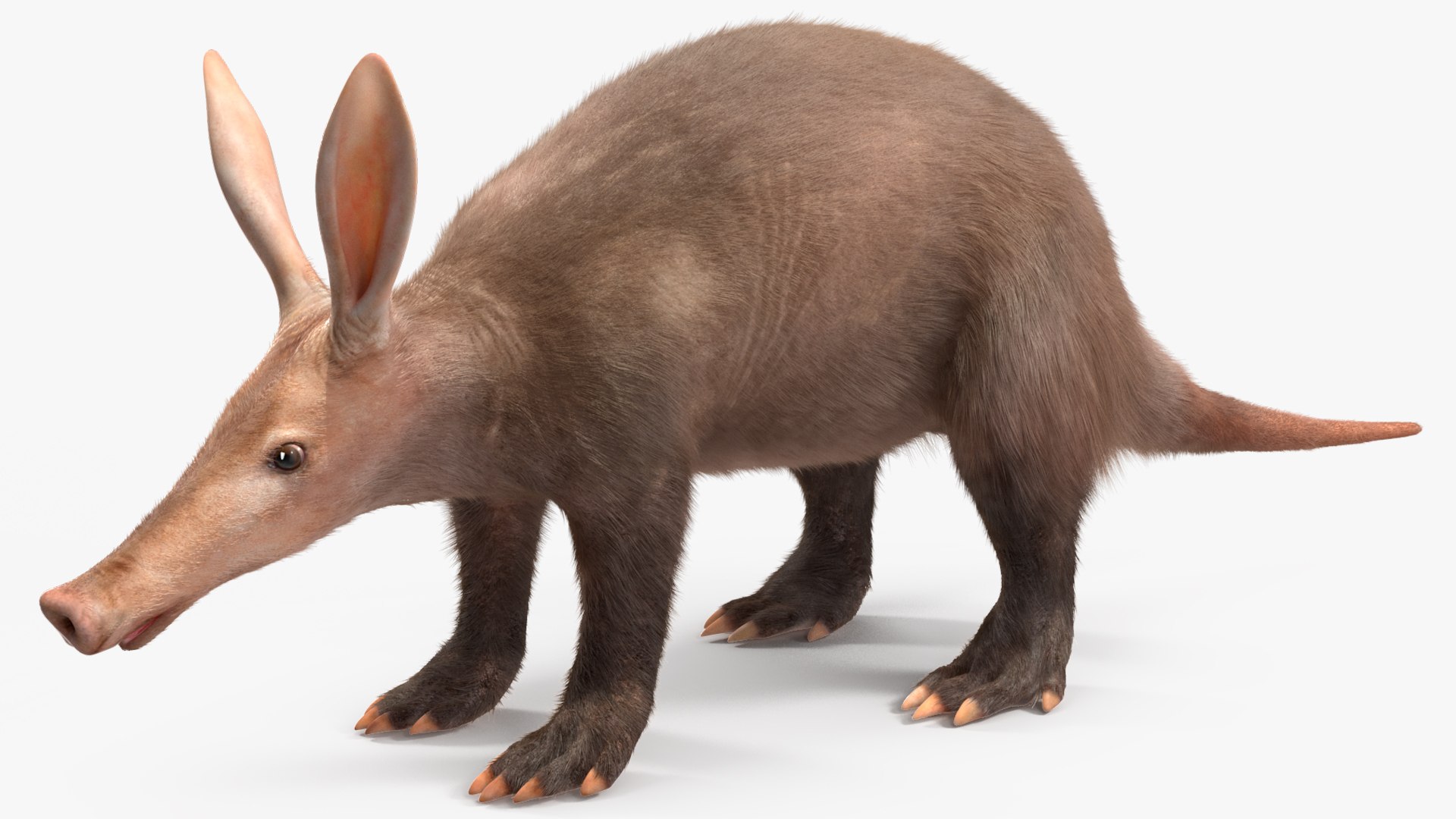 Orycteropus Afer Basic Pose Fur 3D Model - TurboSquid 2212785