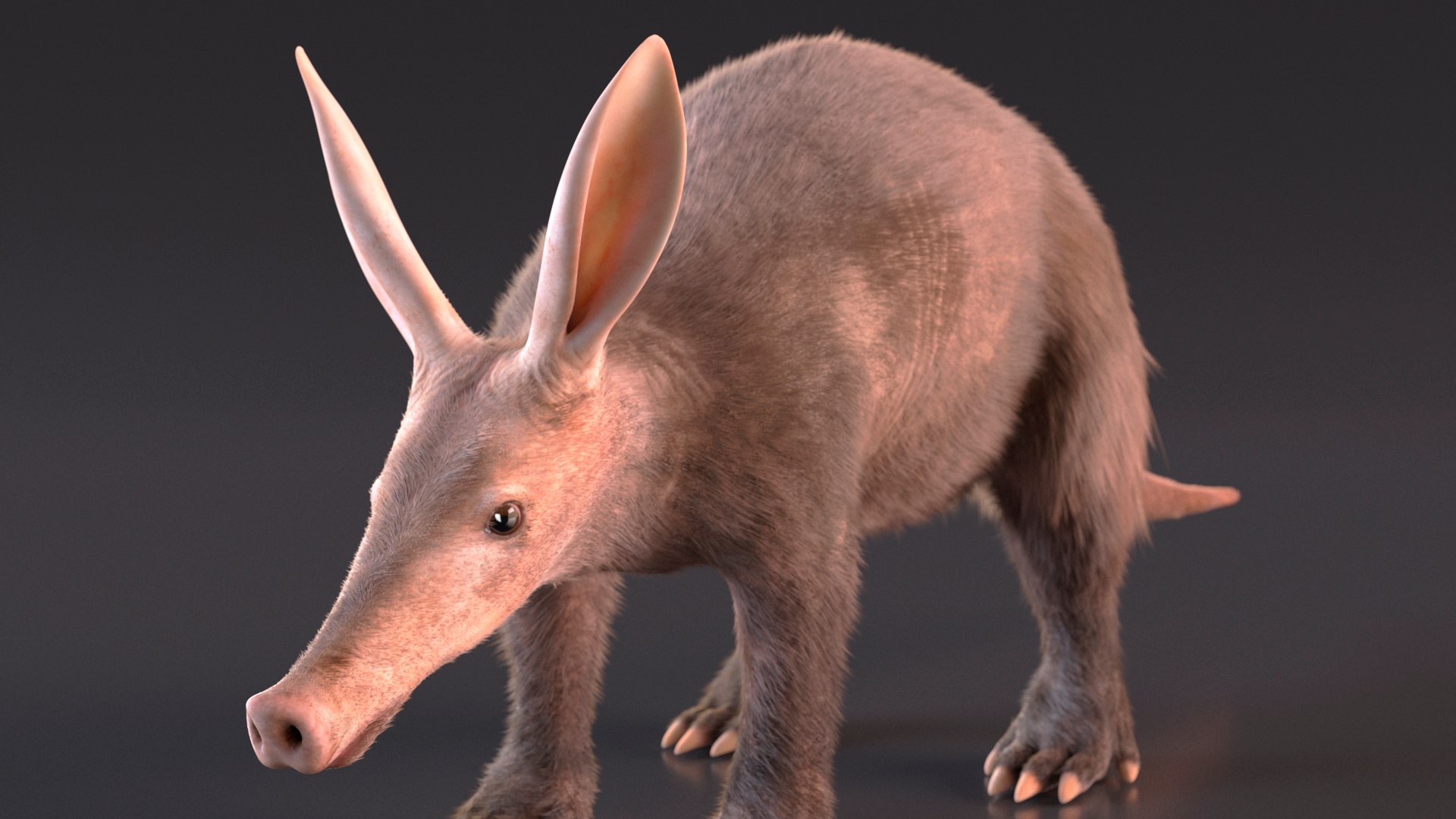 Orycteropus Afer Basic Pose Fur 3D Model - TurboSquid 2212785
