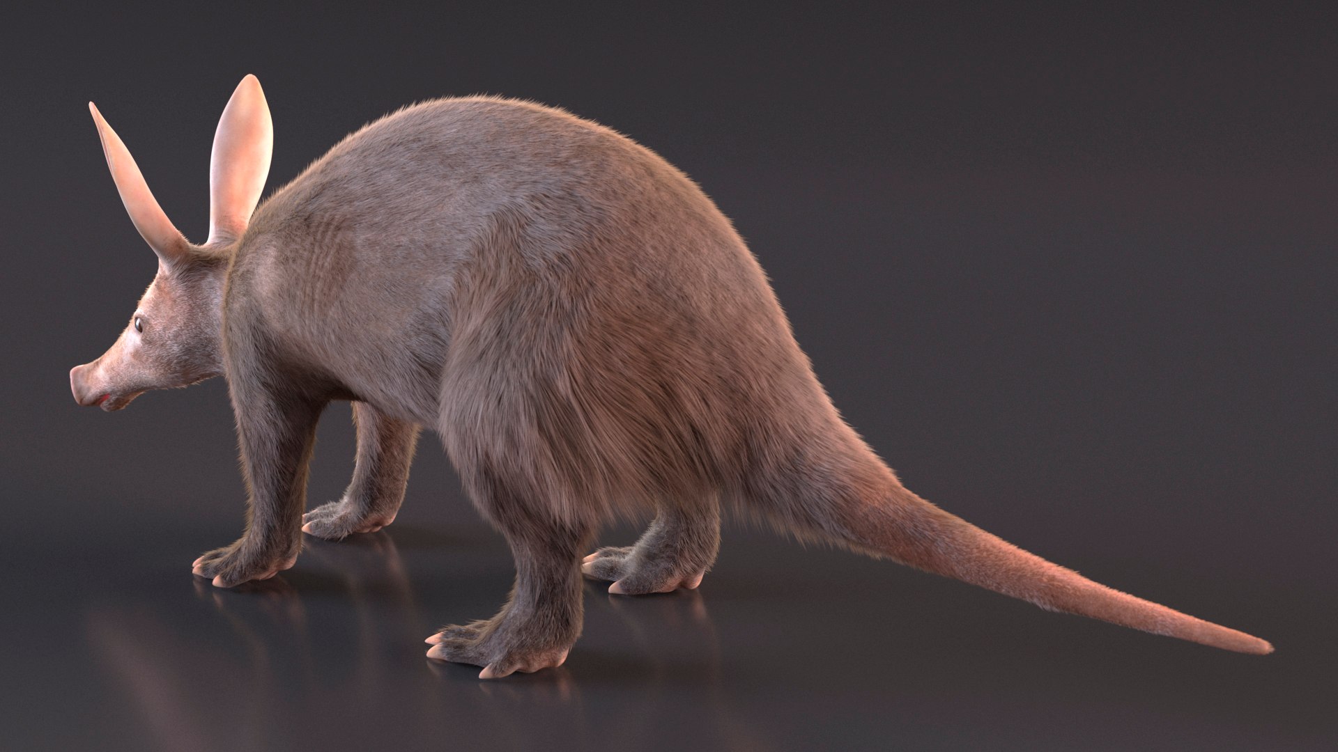 Orycteropus Afer Basic Pose Fur 3D Model - TurboSquid 2212785