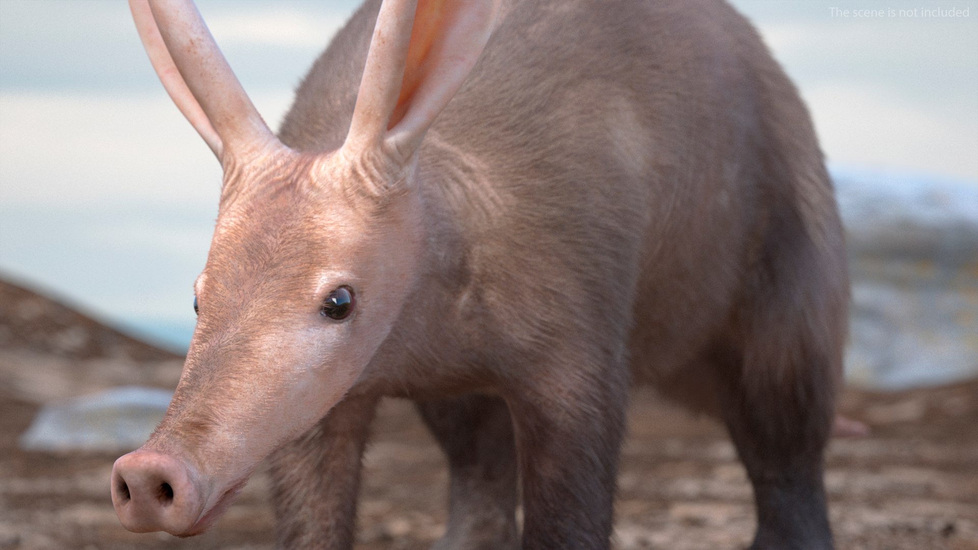 Orycteropus Afer Basic Pose Fur 3D Model - TurboSquid 2212785