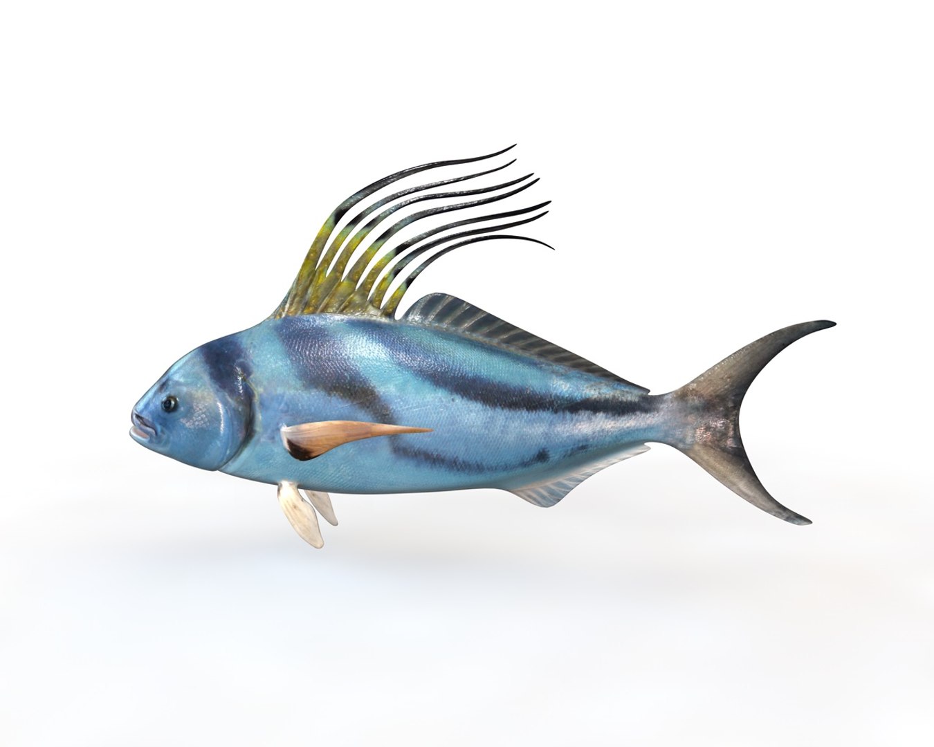 Fish Model - TurboSquid 1551918