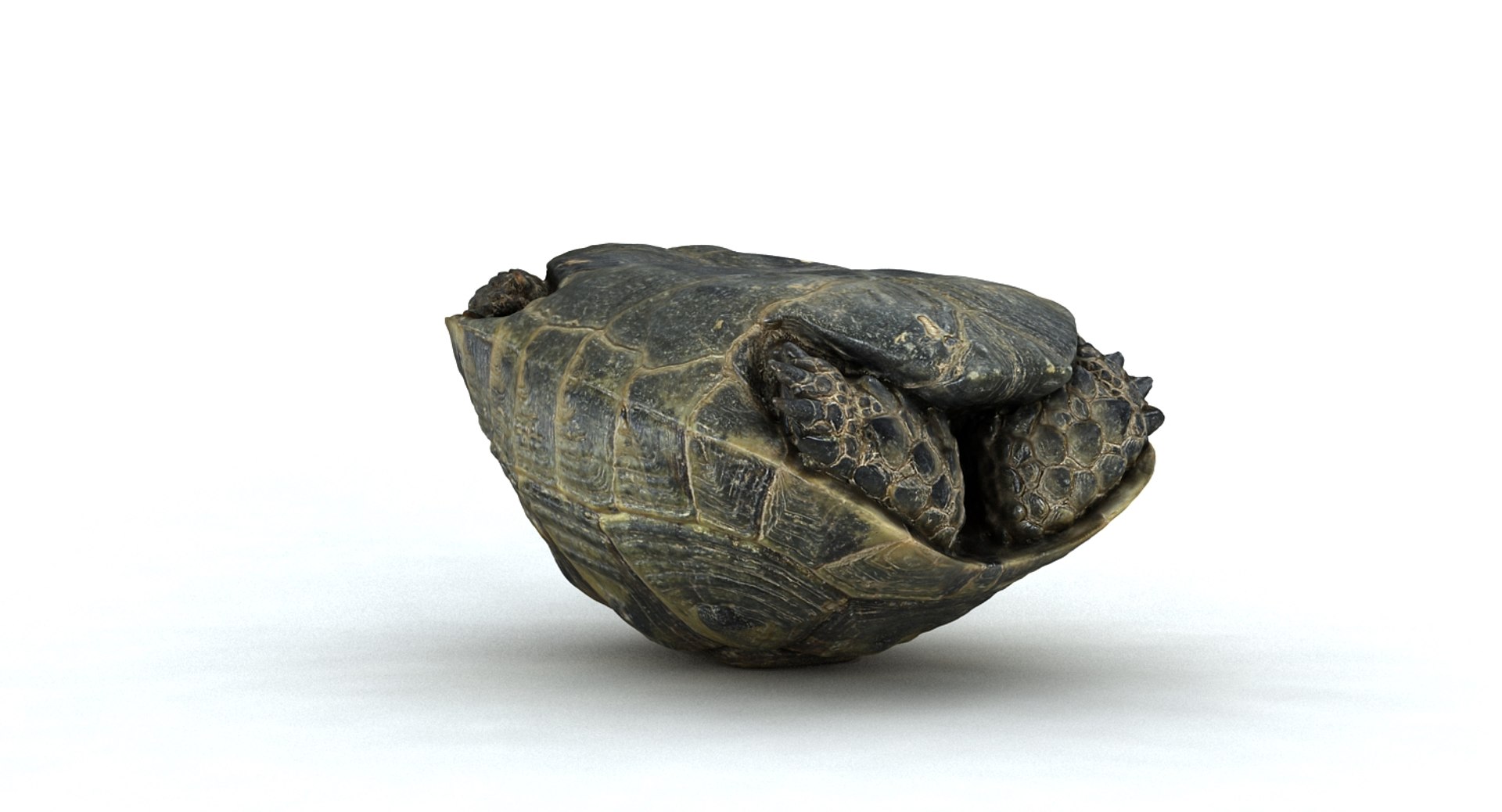3d Model Of Turtle Shell