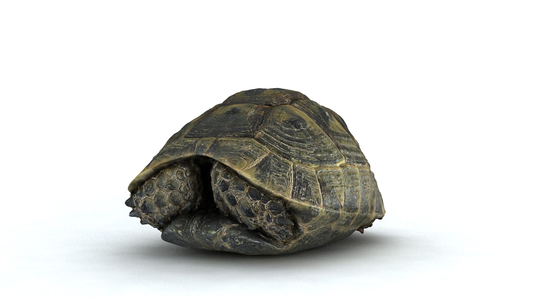 3d Model Of Turtle Shell