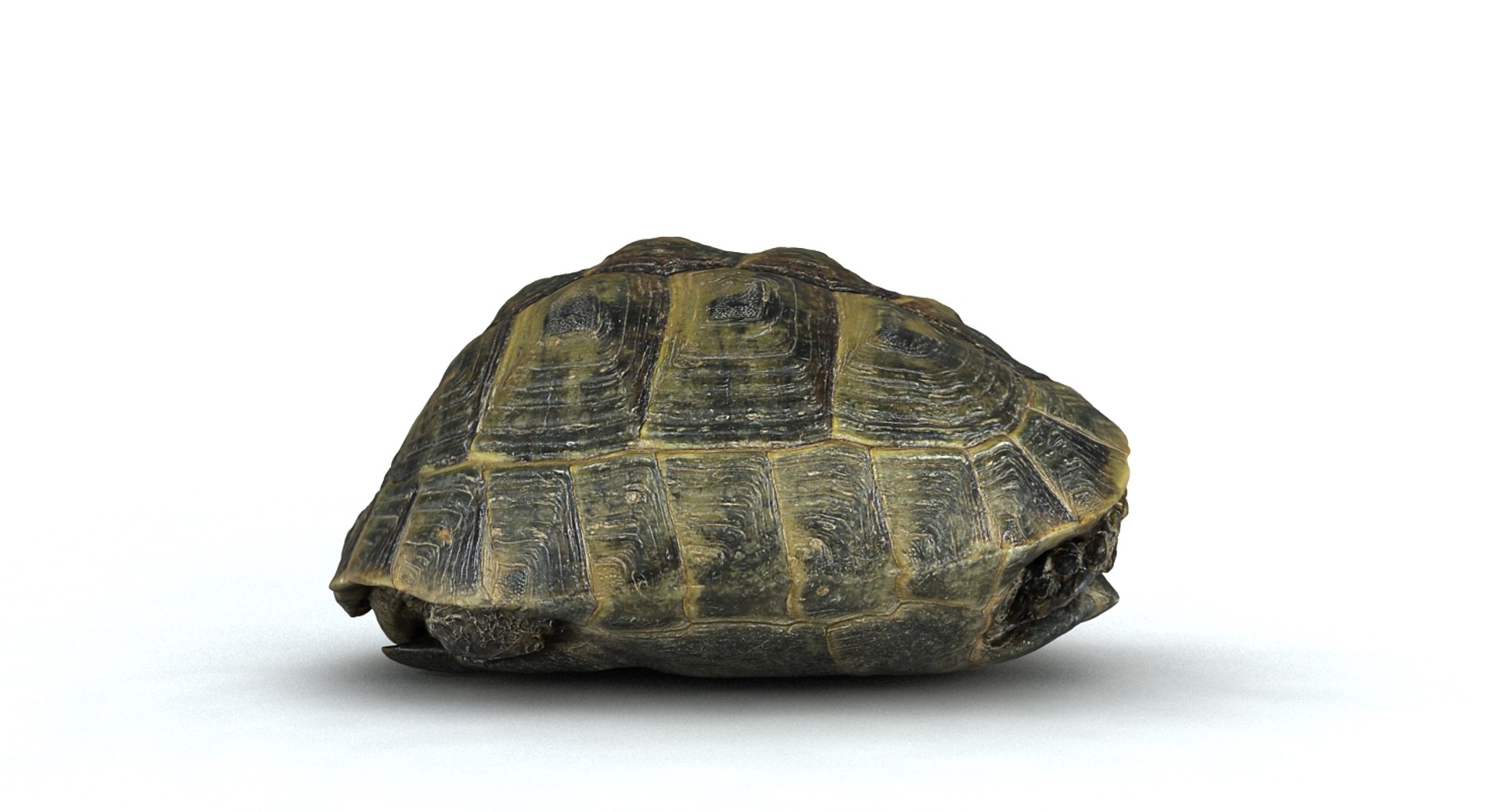 3d Model Of Turtle Shell