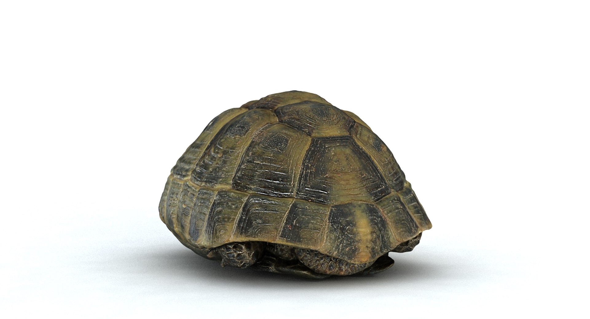 3d Model Of Turtle Shell