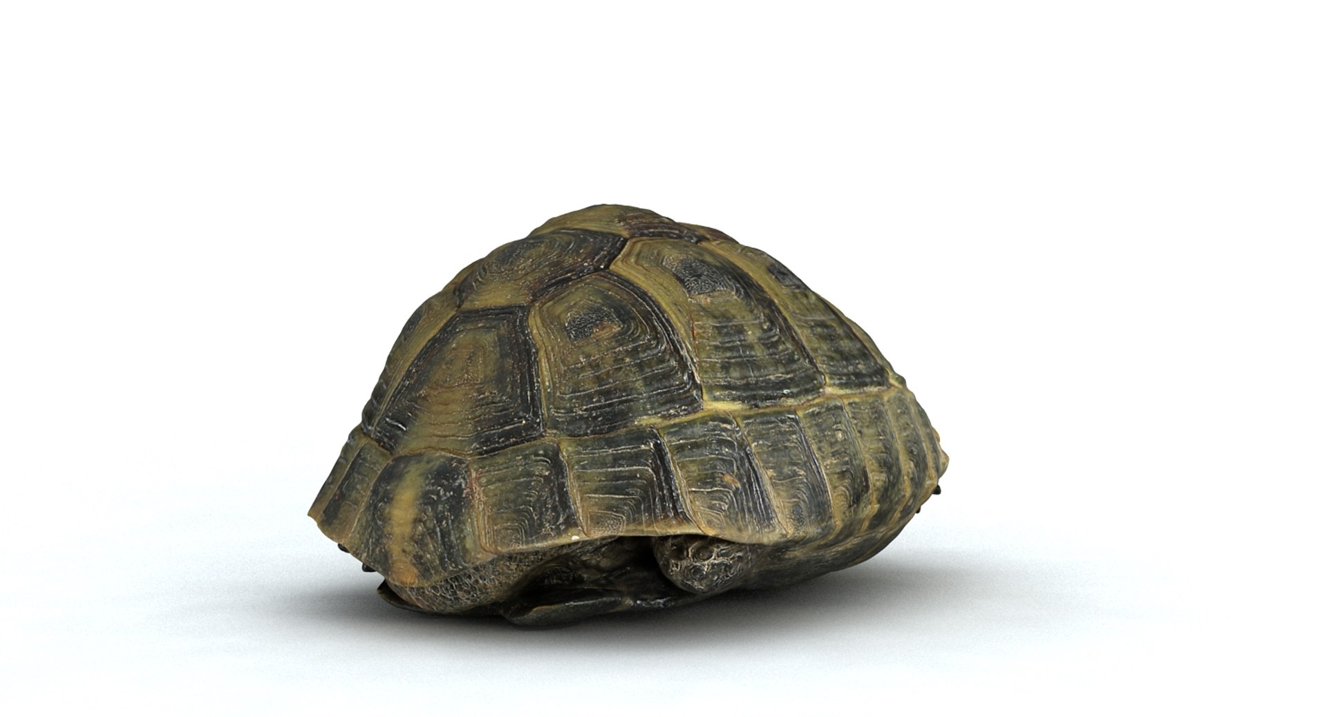 3d Model Of Turtle Shell