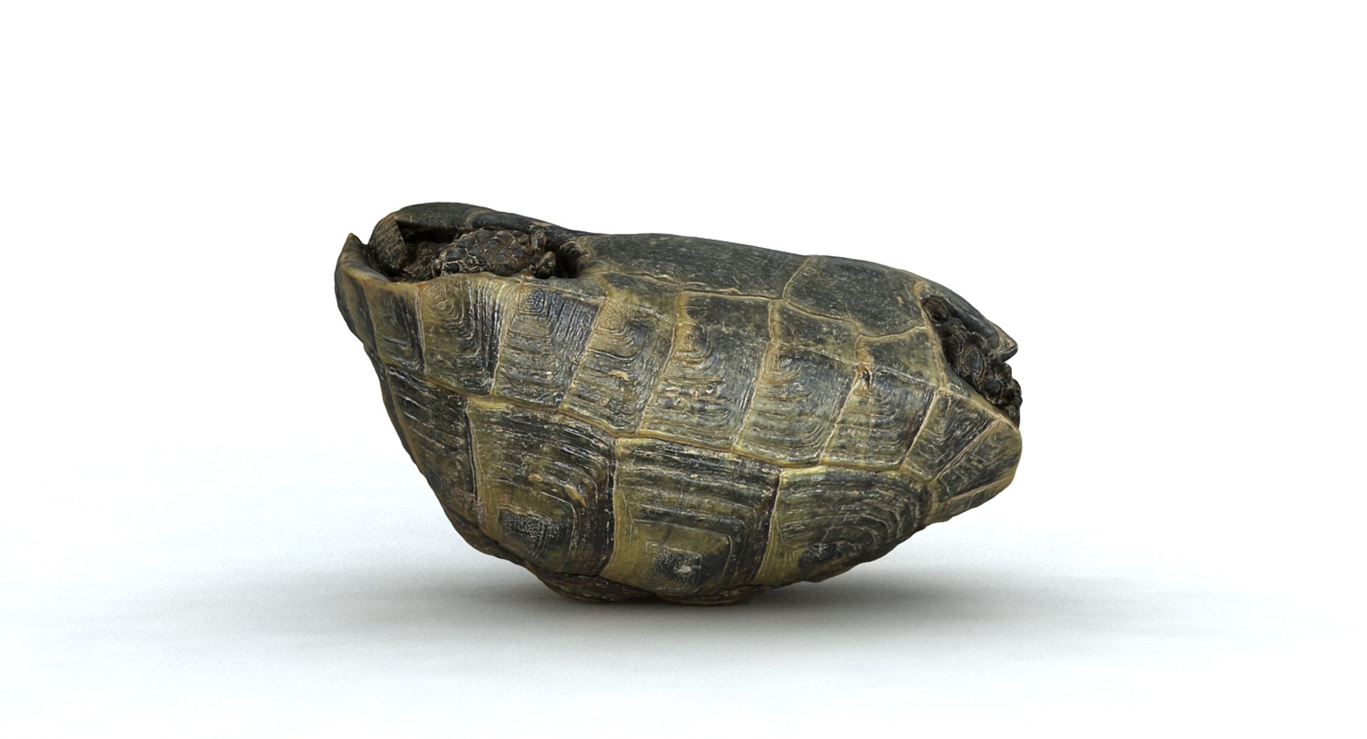 3d Model Of Turtle Shell