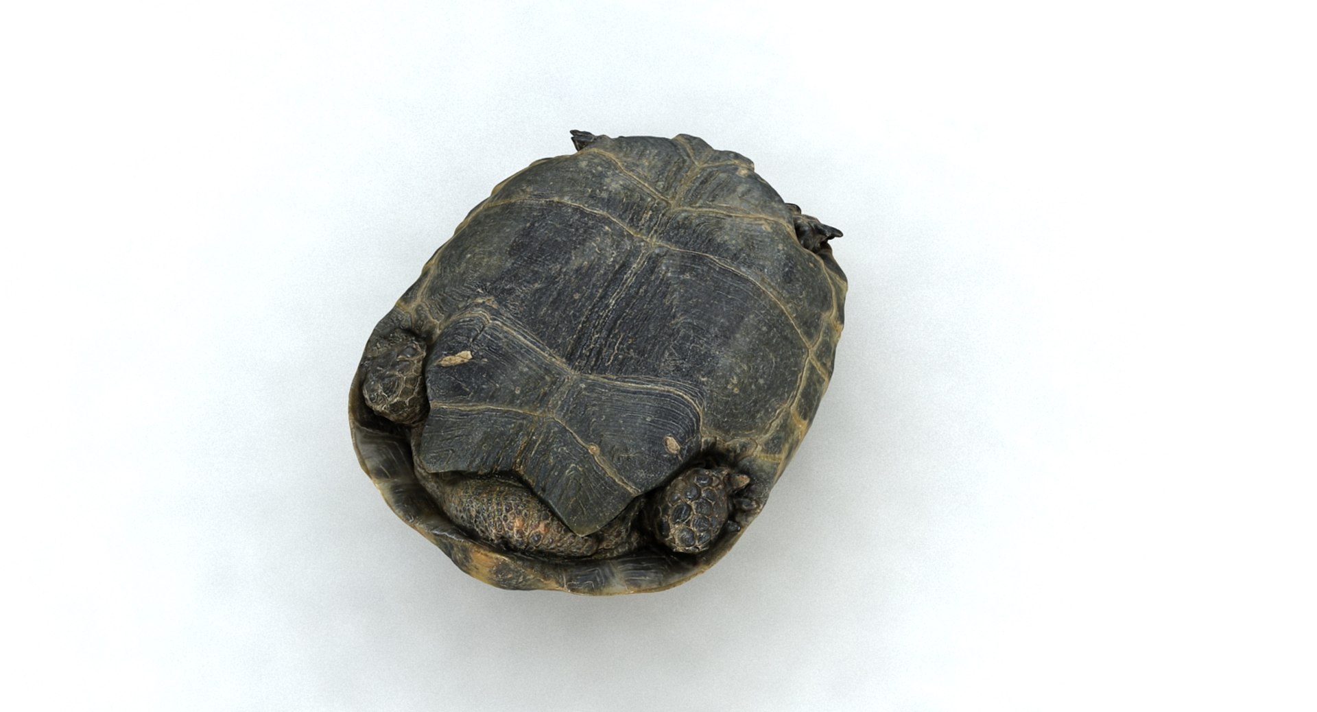 3d Model Of Turtle Shell