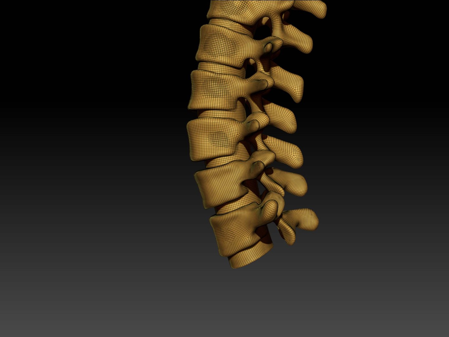 Lumbar Spine 3D - TurboSquid 2212139