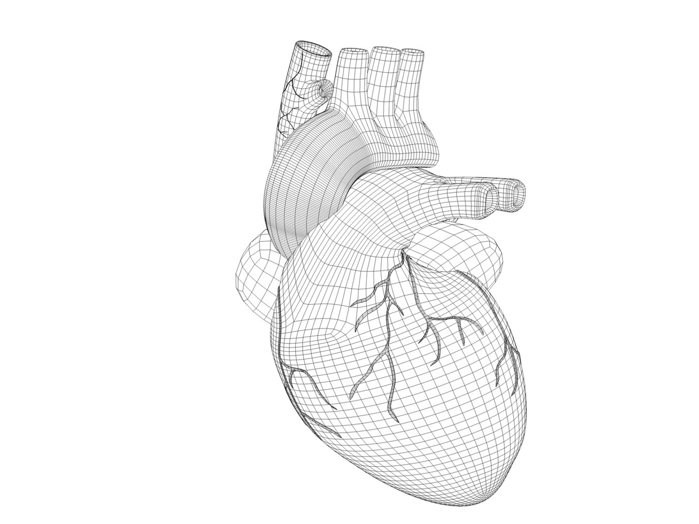 Human Heart C4d