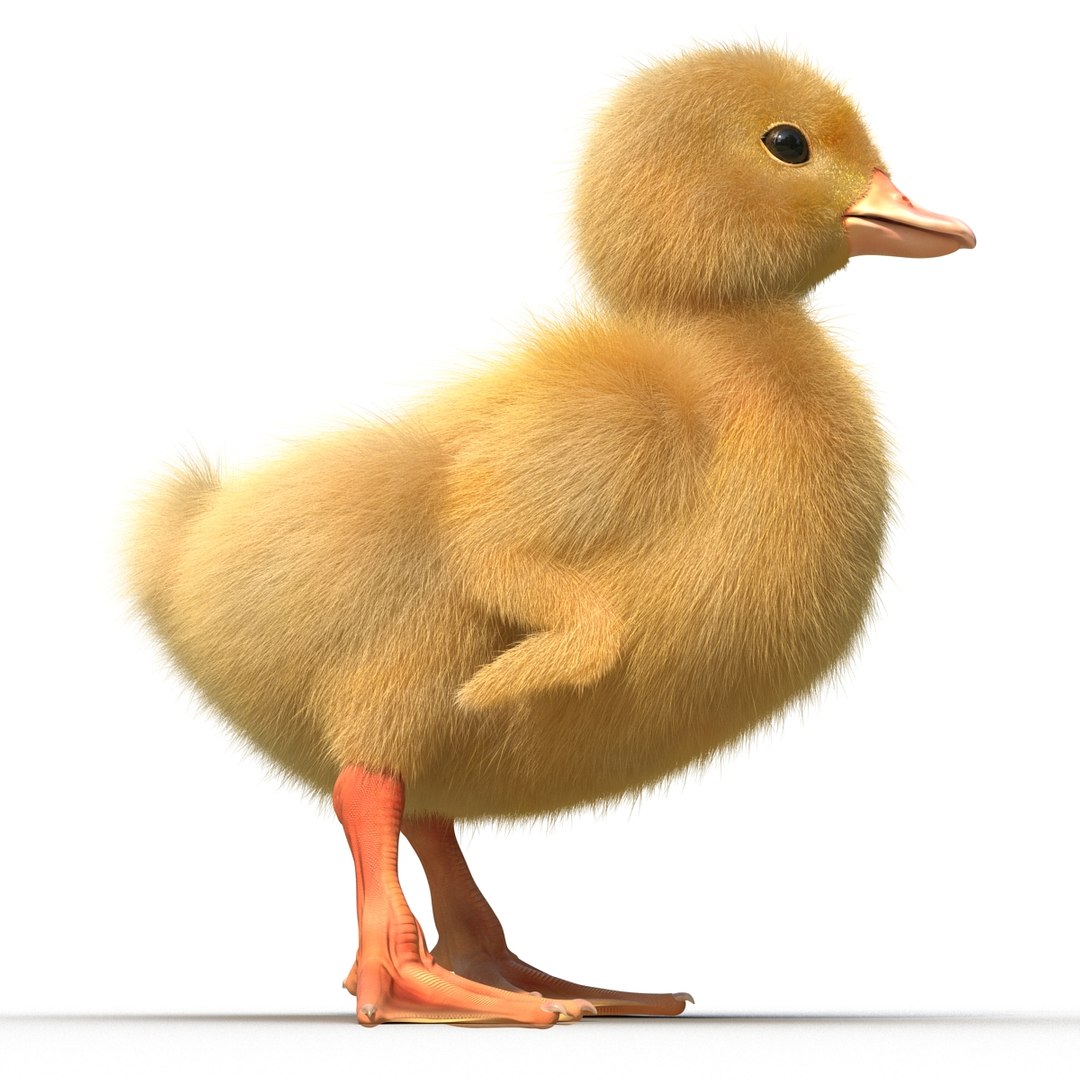 3d duckling pose 3