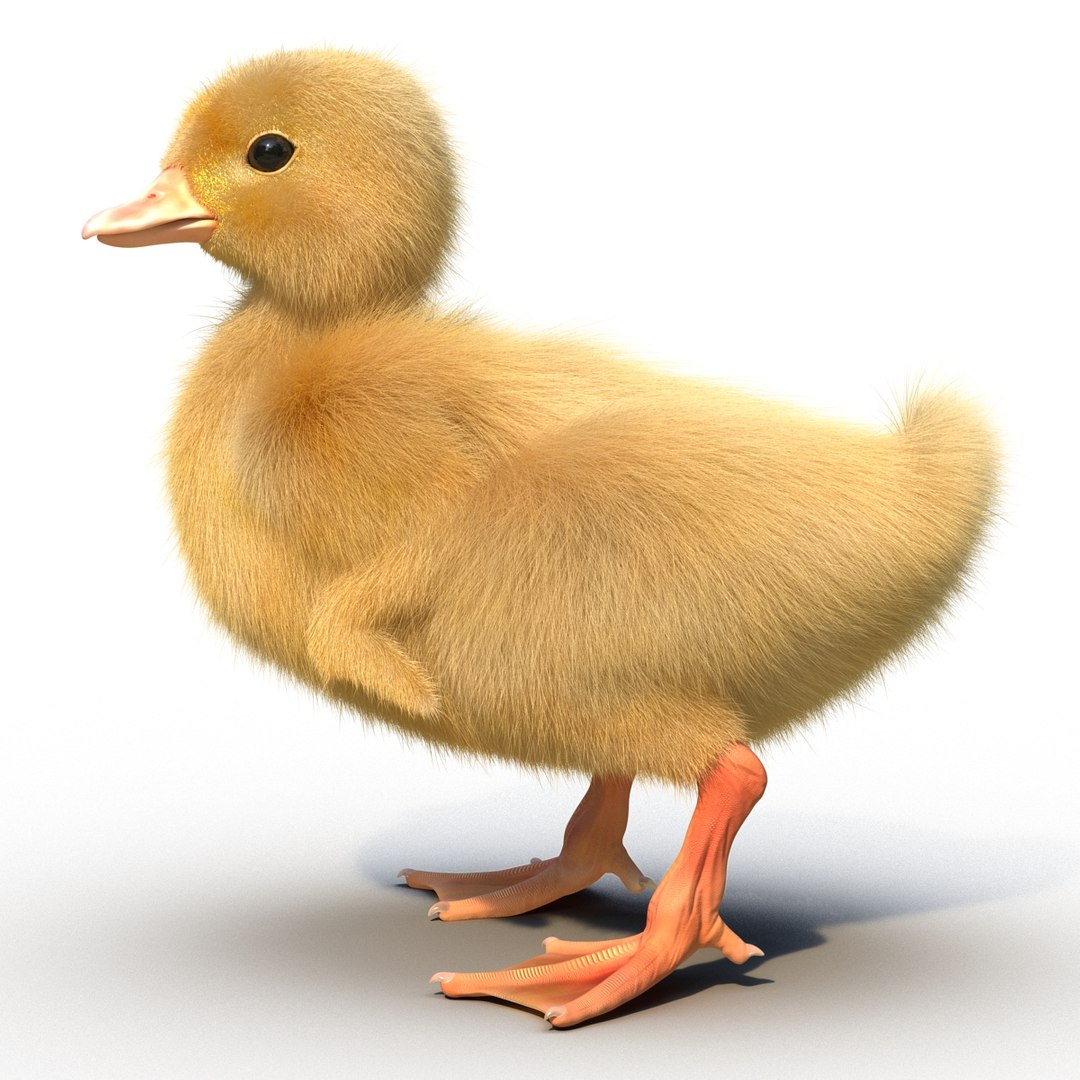 3d duckling pose 3