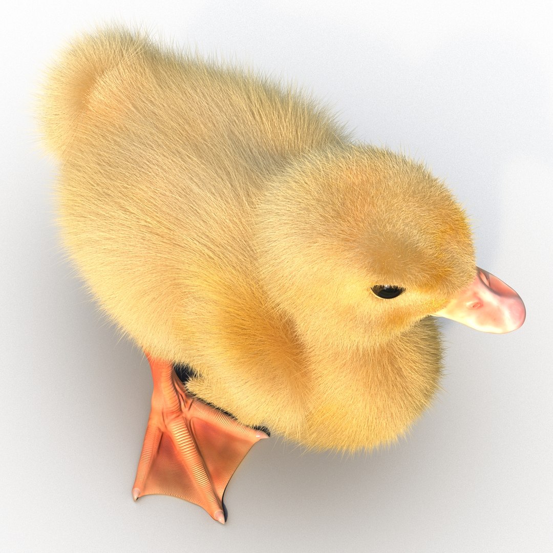3d duckling pose 3