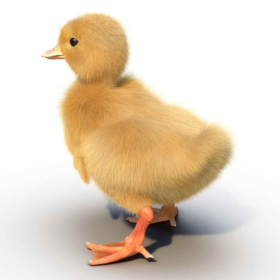 3d duckling pose 3