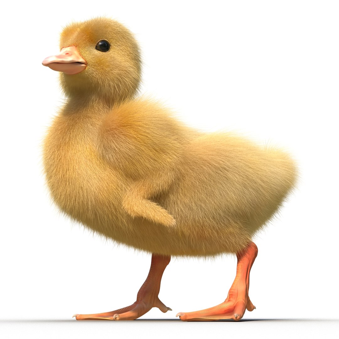 3d duckling pose 3