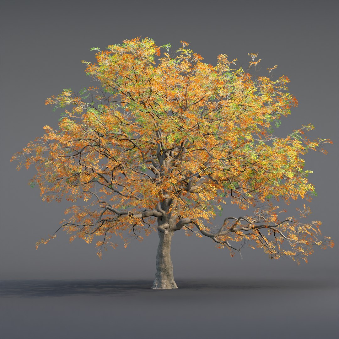 Low Poly Oak Tree Vol 54-3dmodel Model - TurboSquid 2243302