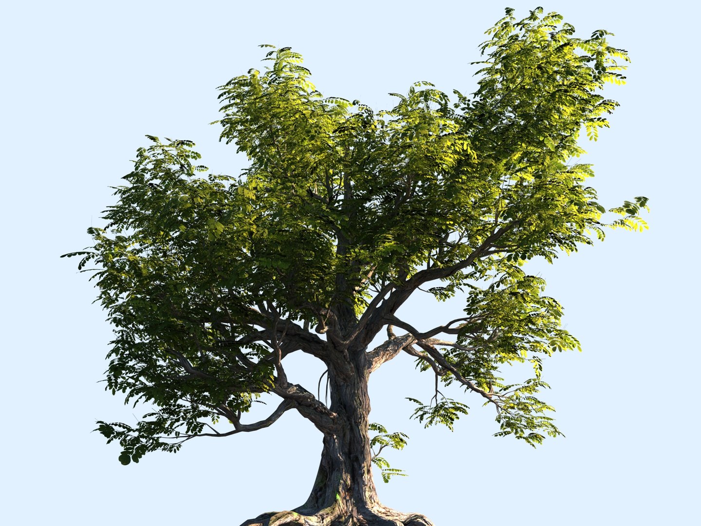 3D Model Tree Scanned Ready - TurboSquid 1284533