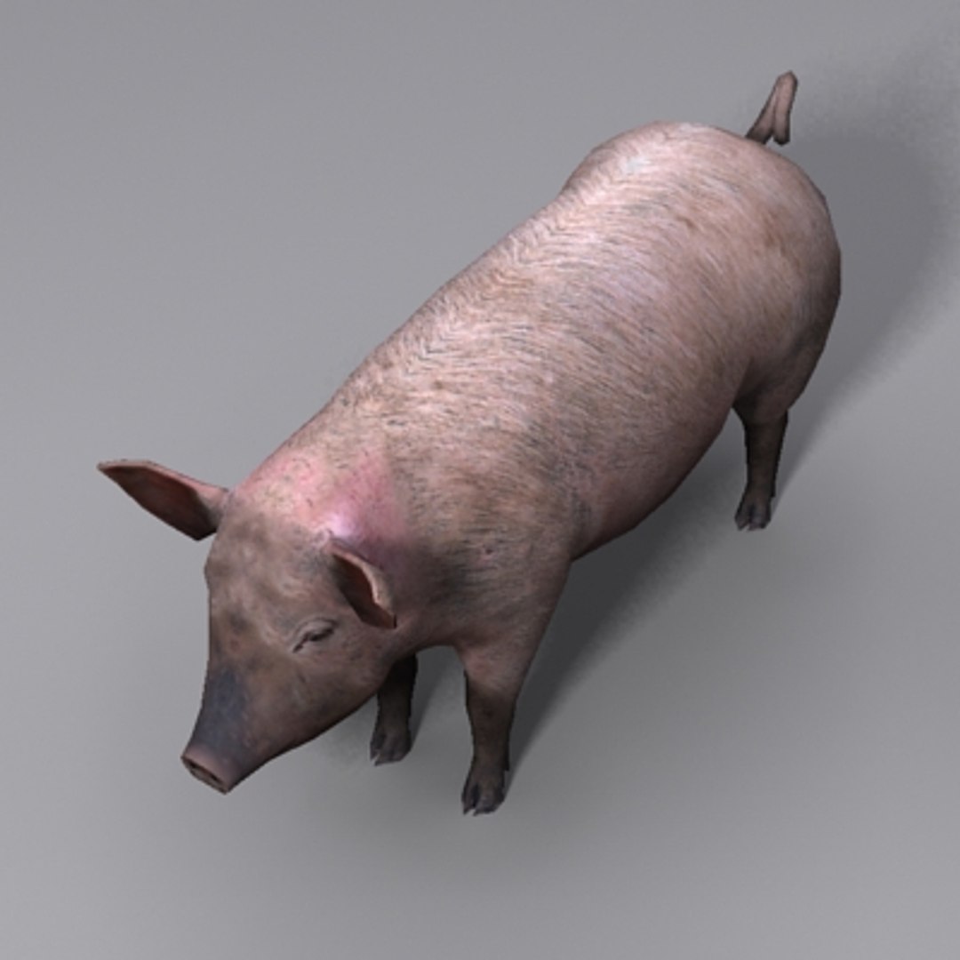 Pig Max