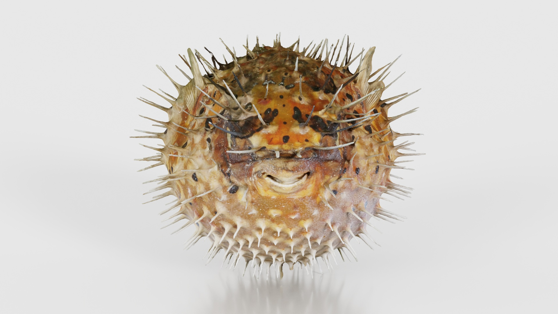 Pufferfish Porcupinefish Diodontidae Remastered 3D - TurboSquid 2359747