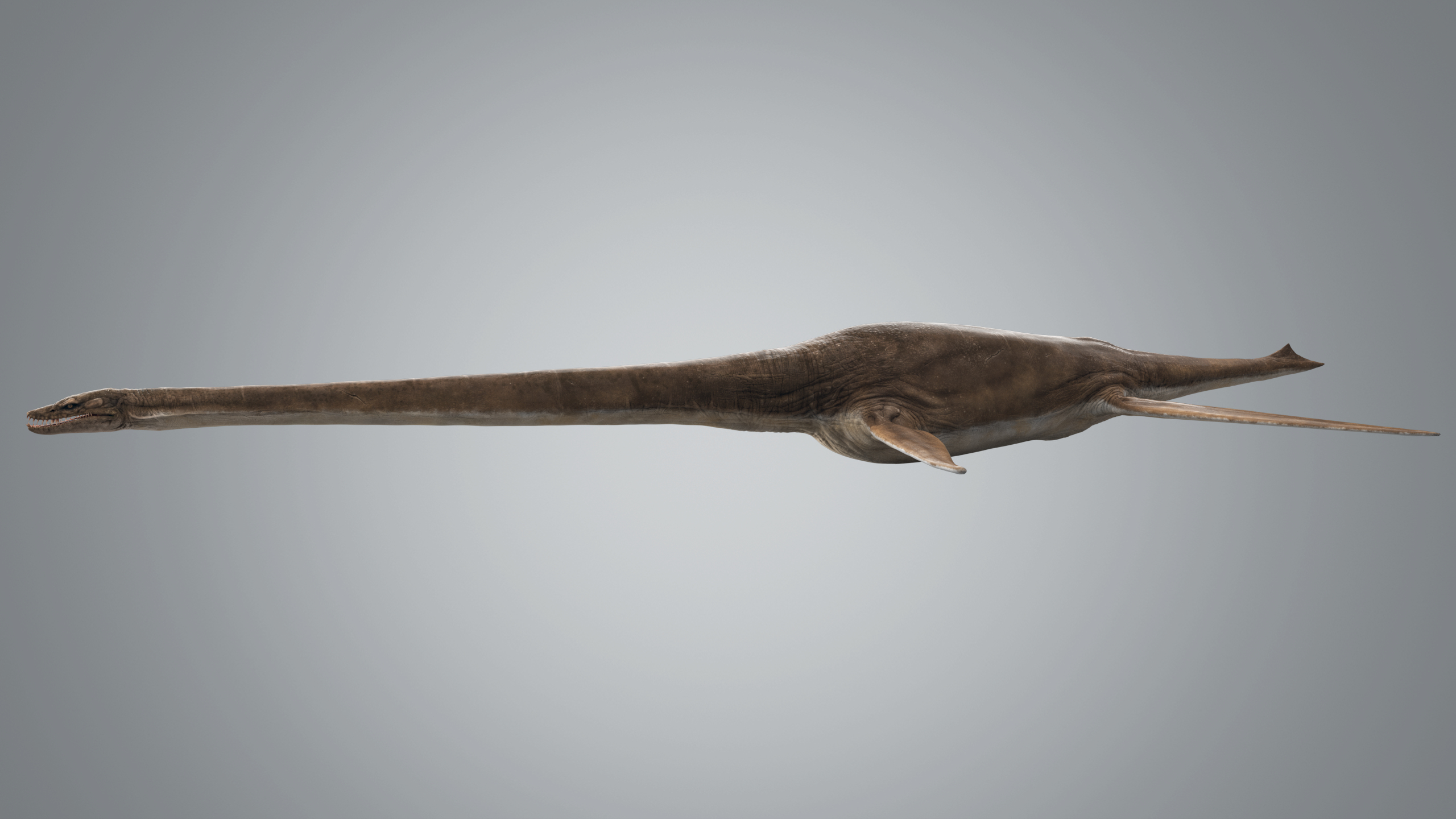 Plesiosaur dinosaur plesiosaurus model - TurboSquid 1313047