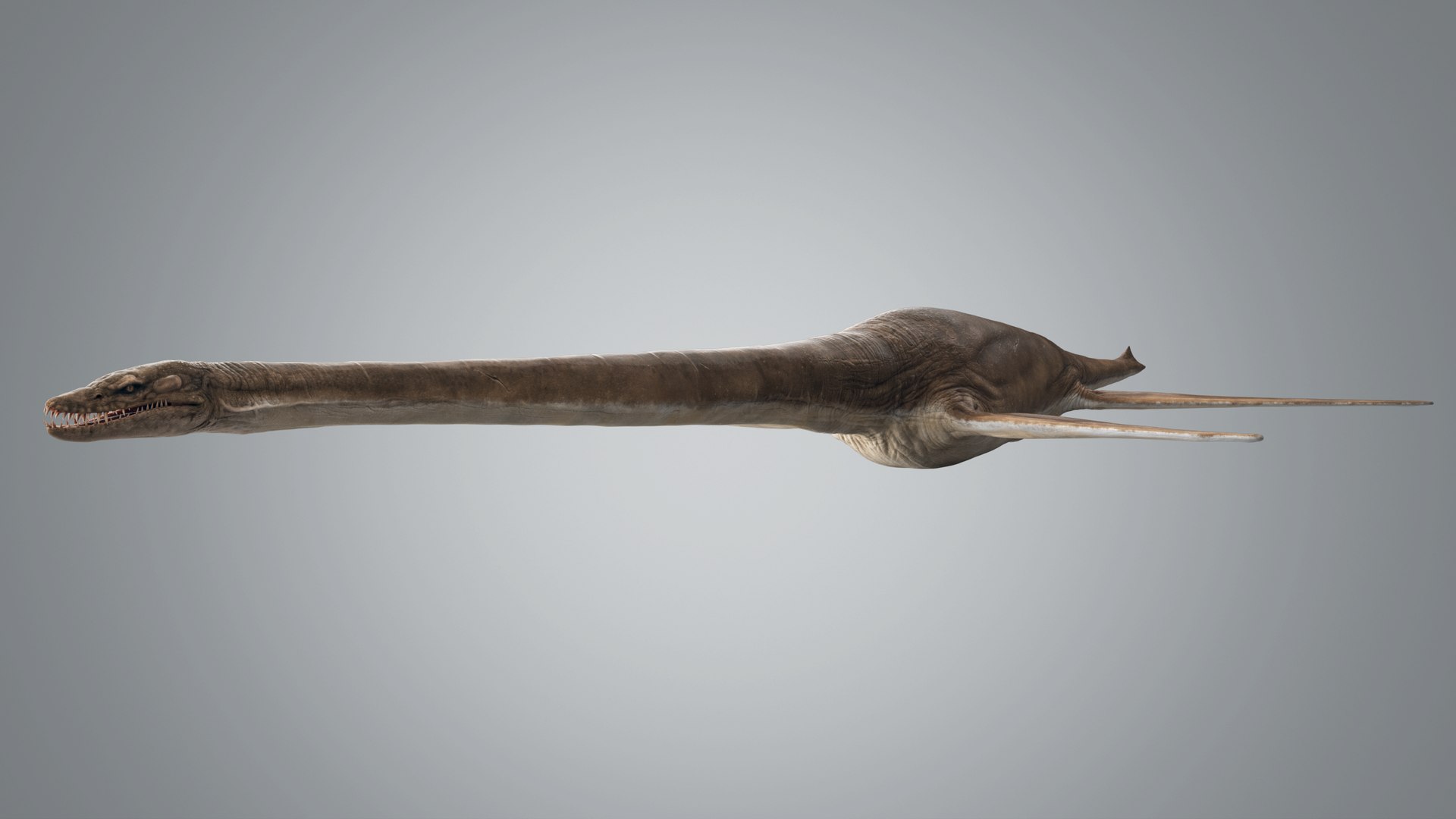 Plesiosaur Dinosaur Plesiosaurus Model - TurboSquid 1313047