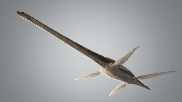 Plesiosaur dinosaur plesiosaurus model - TurboSquid 1313047