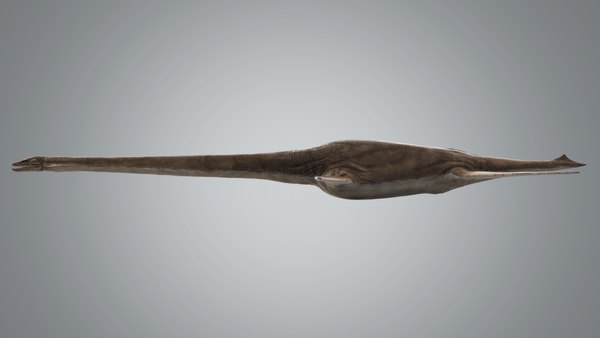 Plesiosaur dinosaur plesiosaurus model - TurboSquid 1313047