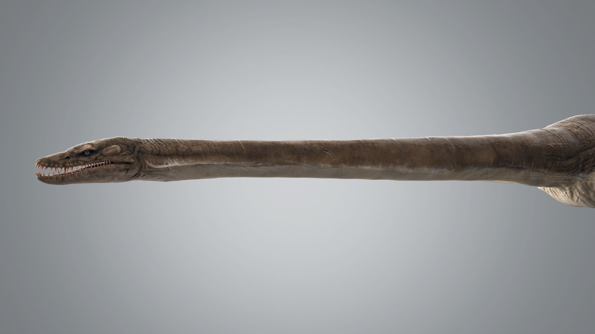 Plesiosaur Dinosaur Plesiosaurus Model - TurboSquid 1313047