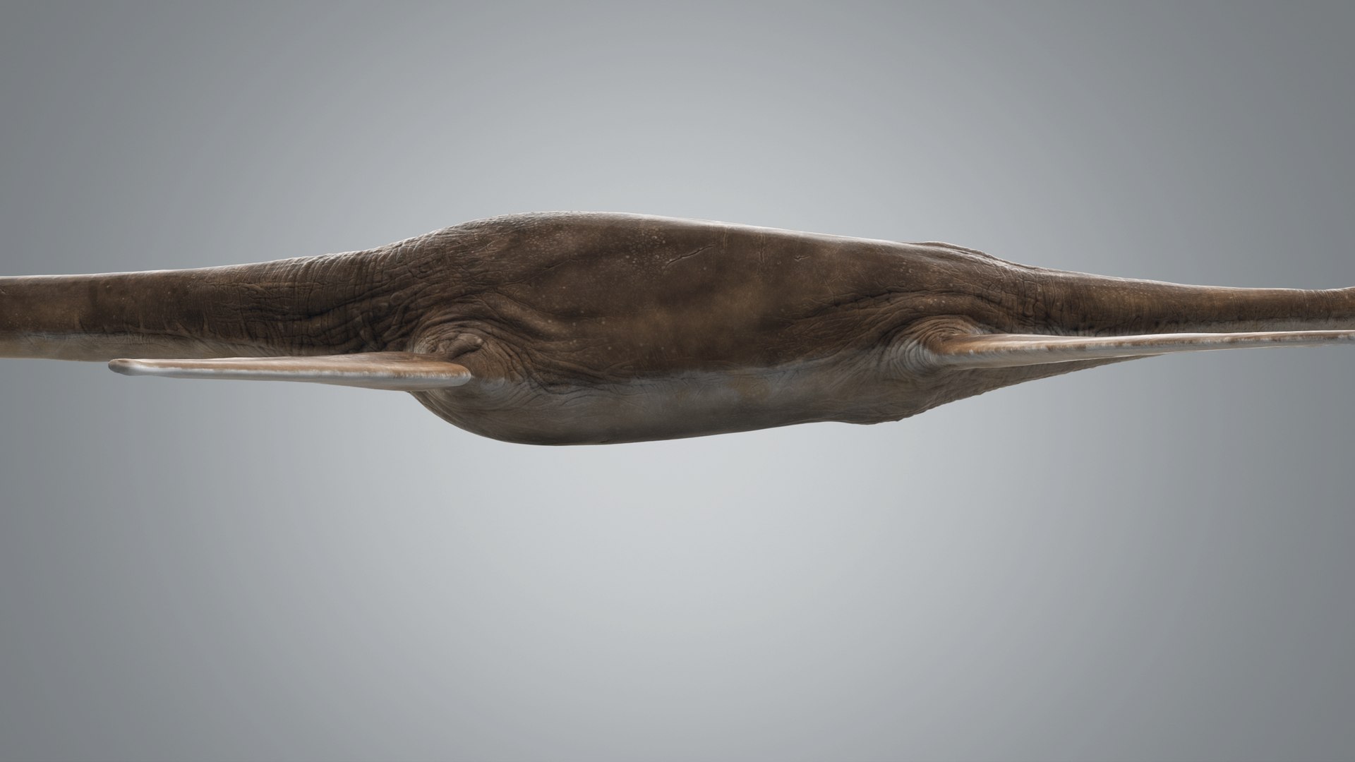 Plesiosaur Dinosaur Plesiosaurus Model - TurboSquid 1313047