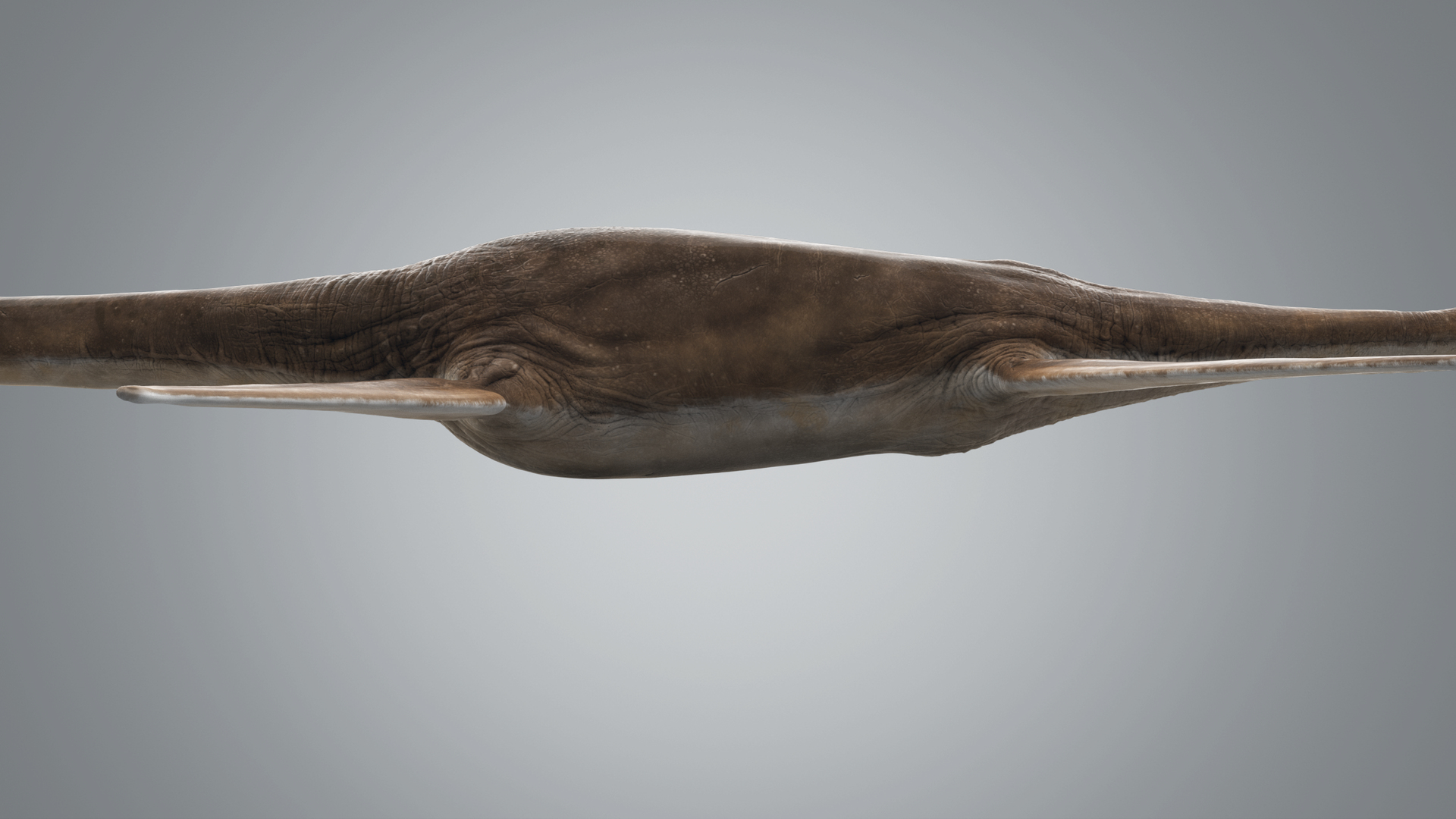 Plesiosaur dinosaur plesiosaurus model - TurboSquid 1313047