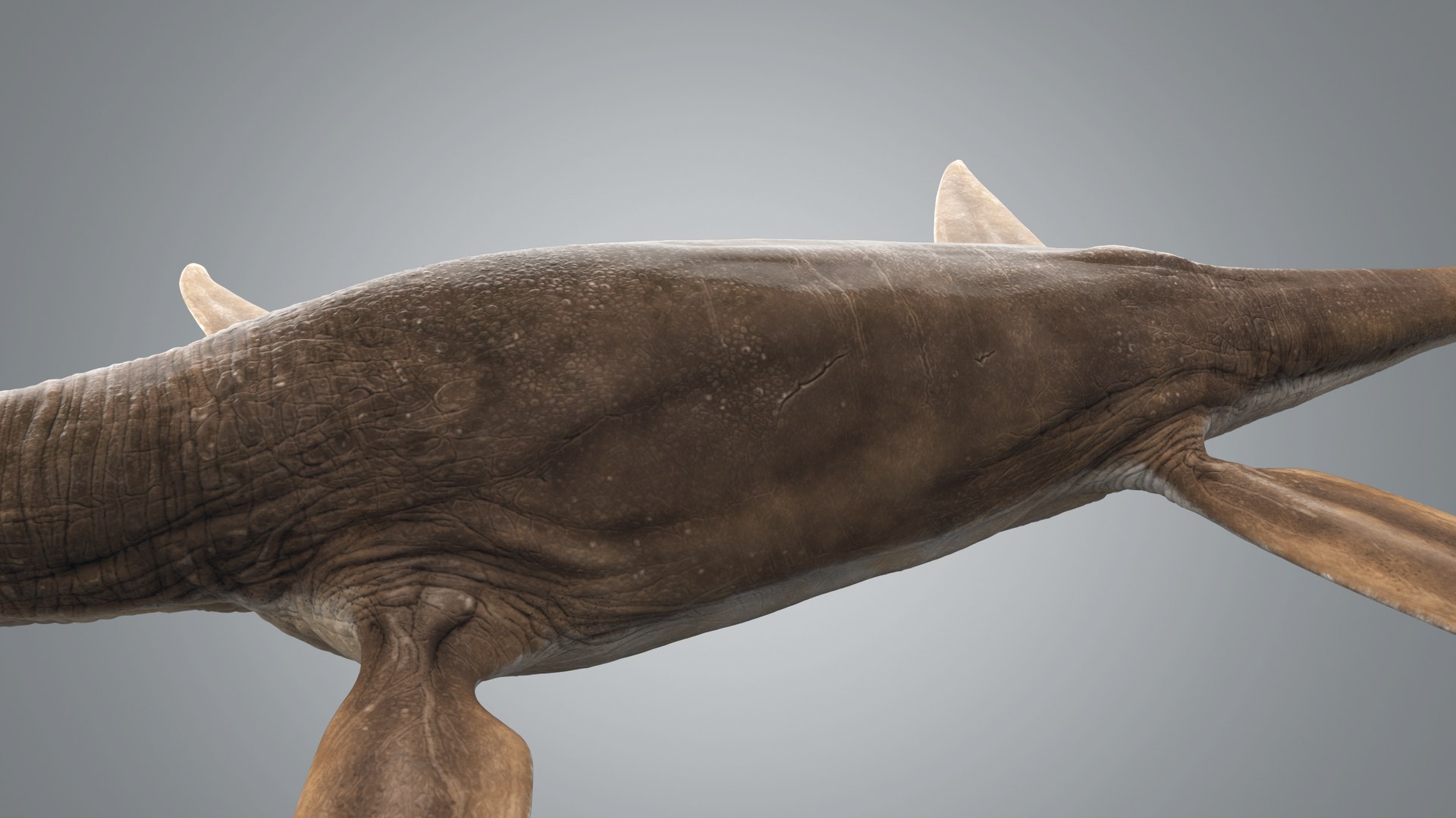 Plesiosaur Dinosaur Plesiosaurus Model - TurboSquid 1313047