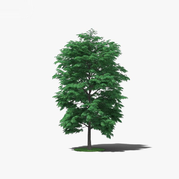 modelo 3d Árbol de pecán - TurboSquid 1501566