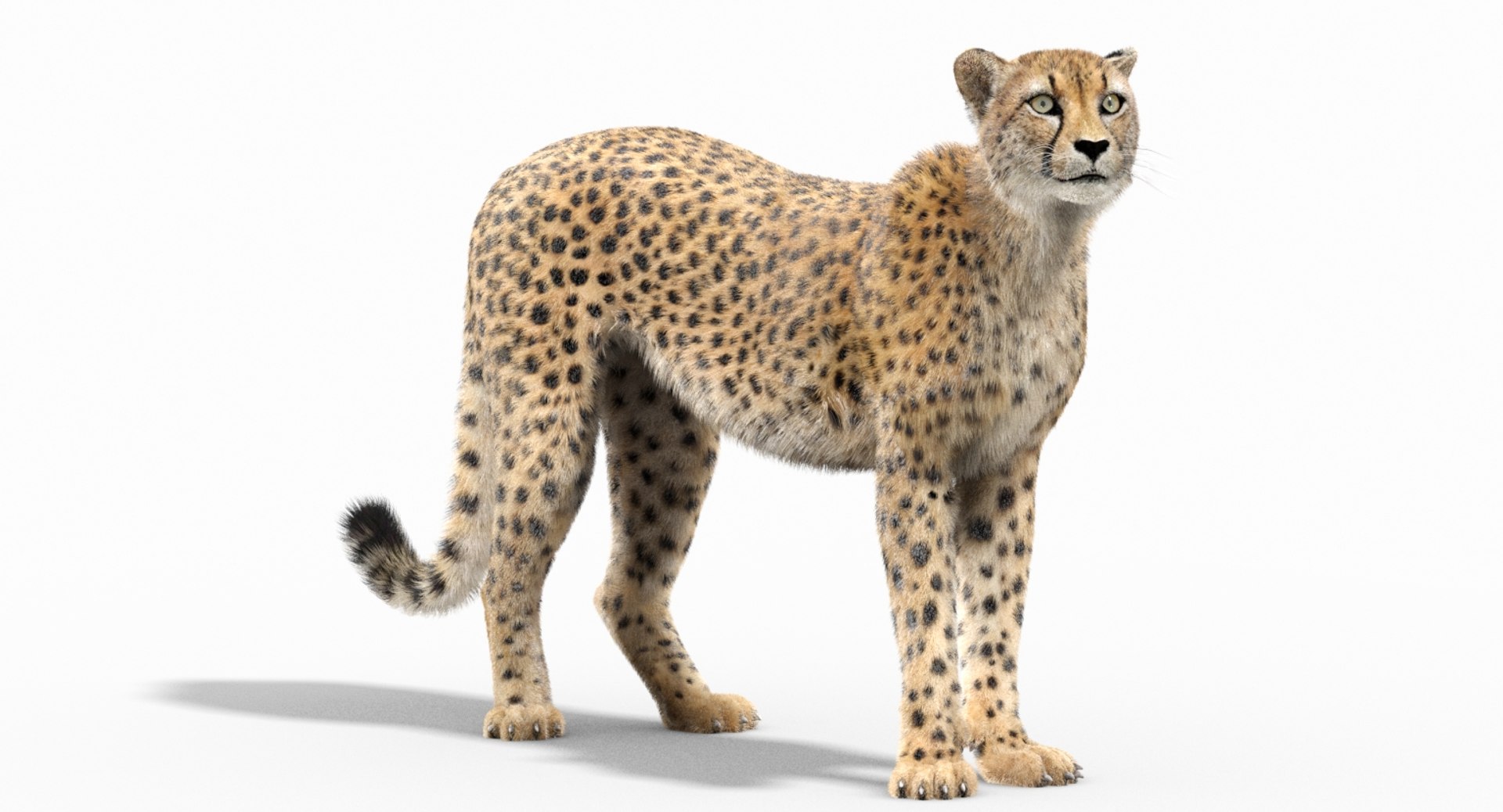 3D Cheetah Rigged - TurboSquid 1307129