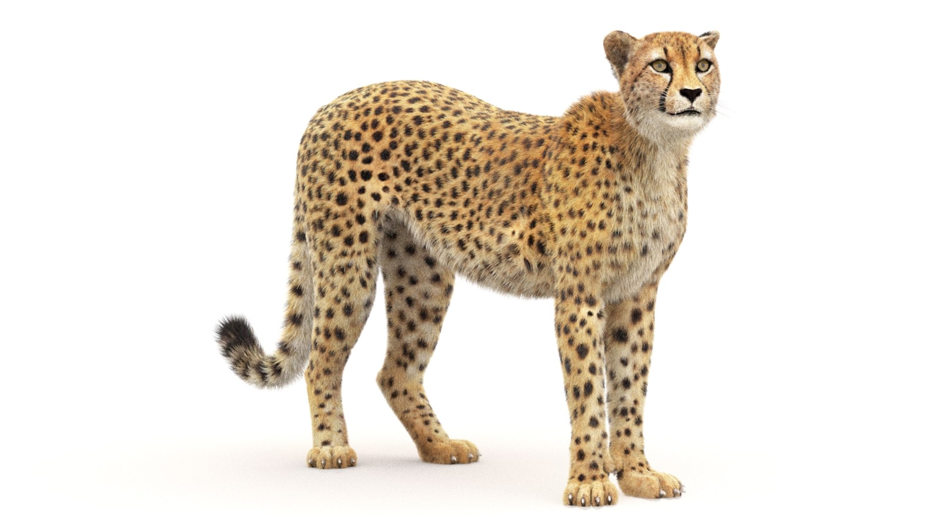 3D Cheetah Rigged - TurboSquid 1307129