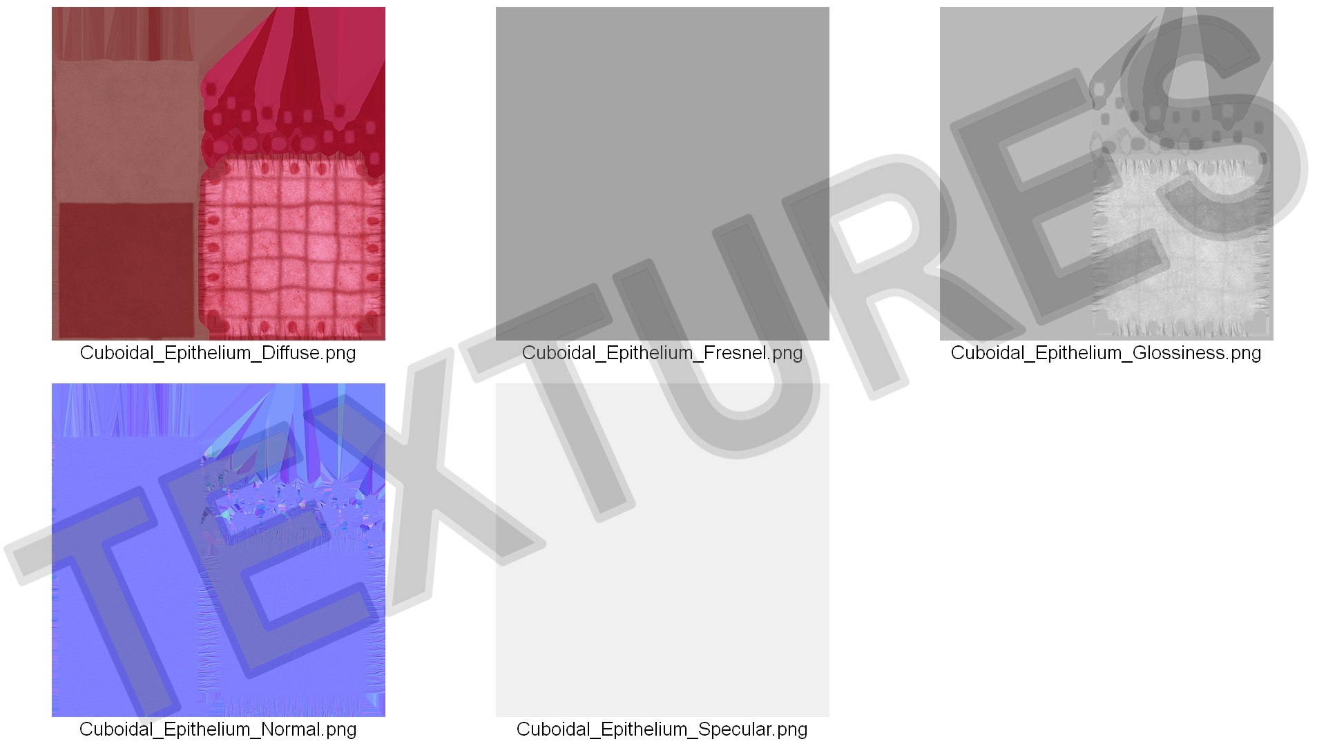 3D Model Cuboidal Epithelium - TurboSquid 2235602