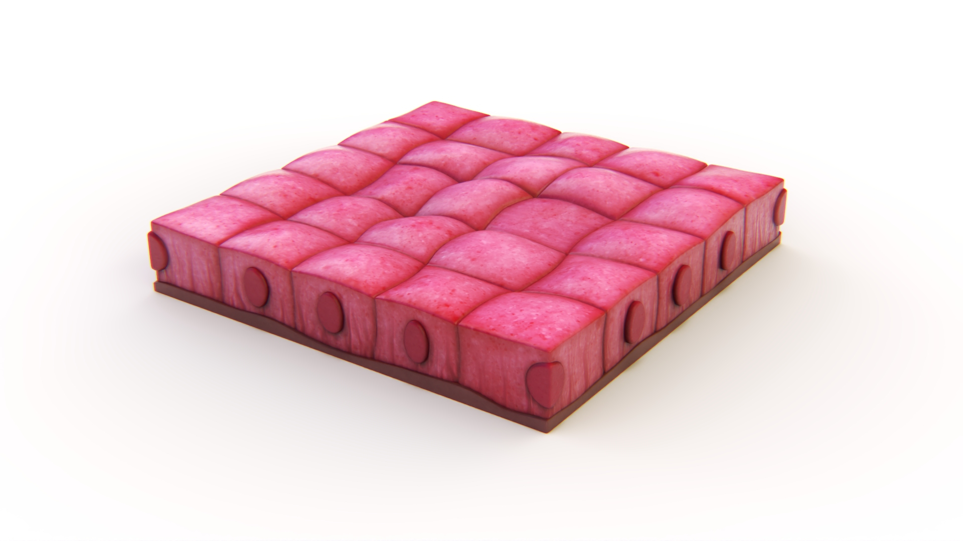 3d Model Cuboidal Epithelium Turbosquid 2235602