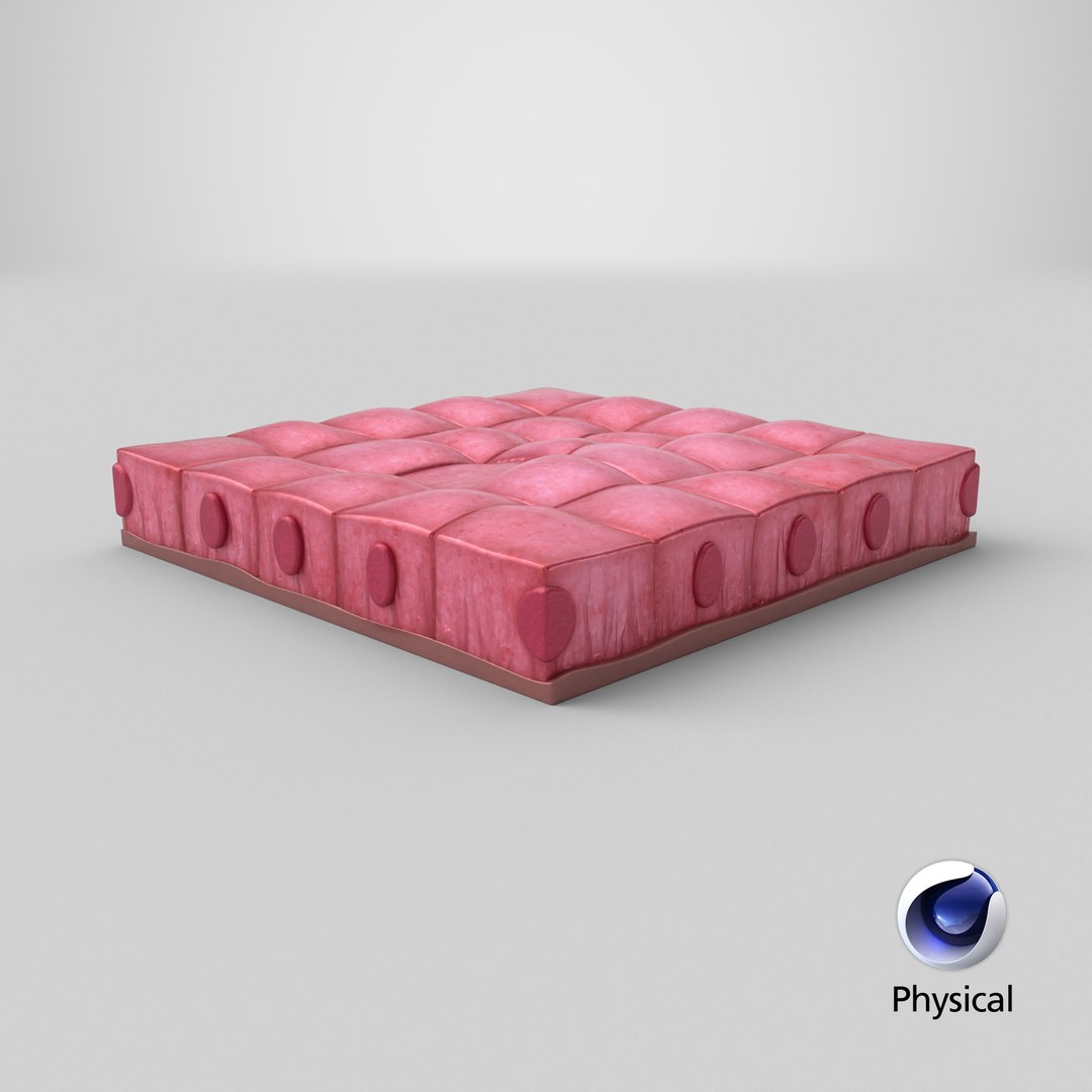 3D Model Cuboidal Epithelium - TurboSquid 2235602