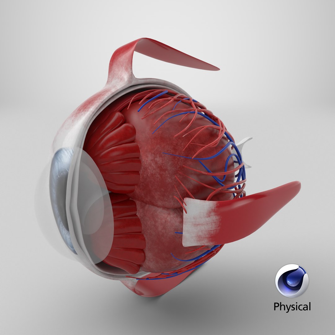 3D Eye Anatomy Model - TurboSquid 2460643